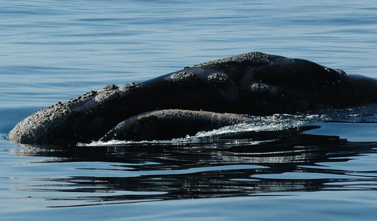 How Do You Study One of the World’s Rarest Whales?